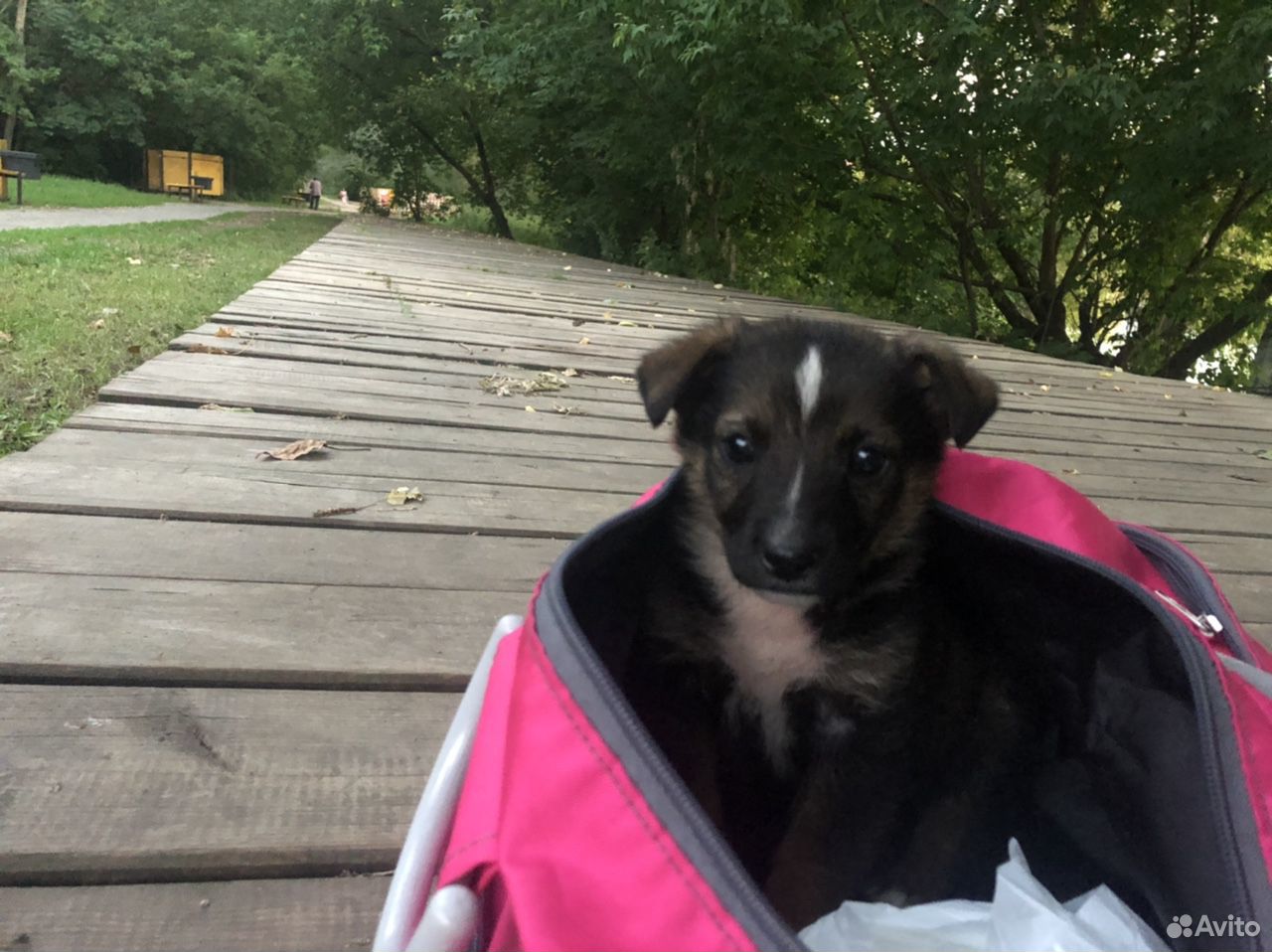 Бруно ищет дом