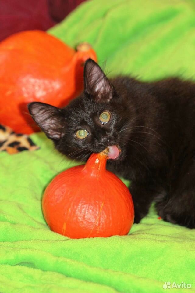 Котенок 2.5 месяца