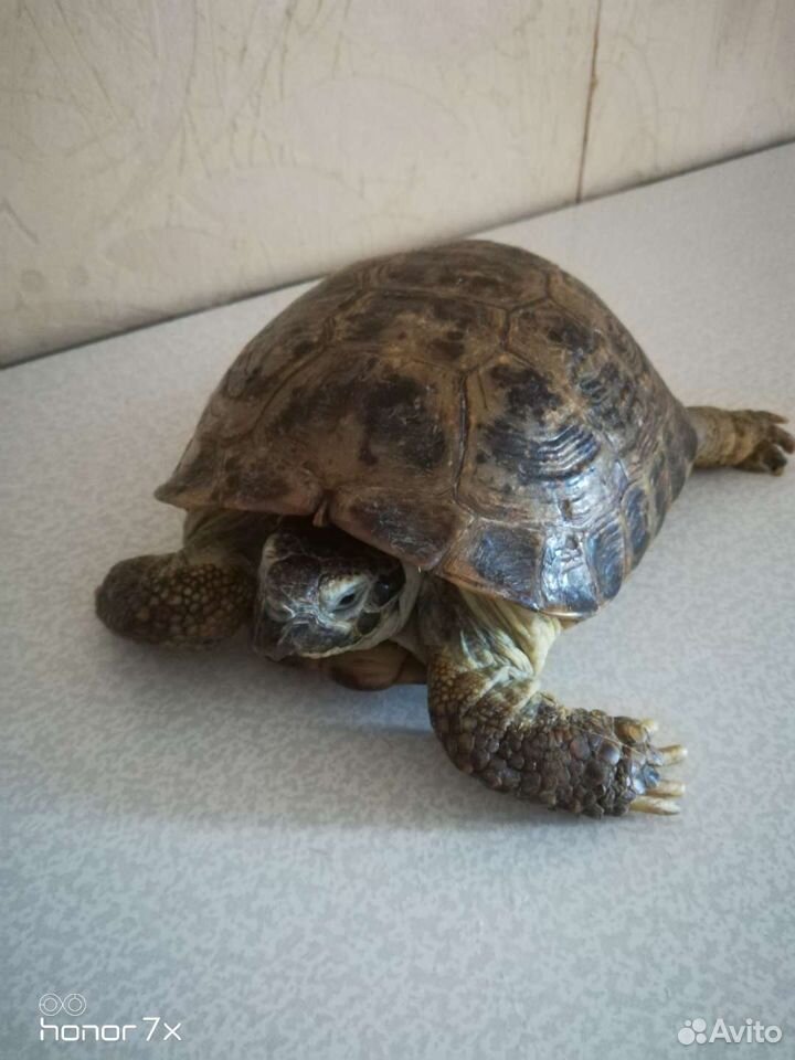 Черепаха сухопутная