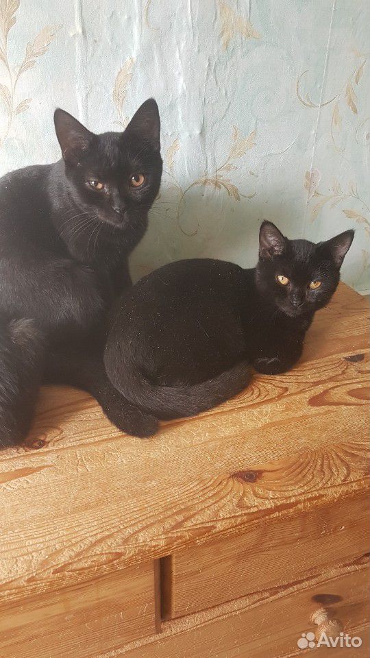 Три мес кошечки