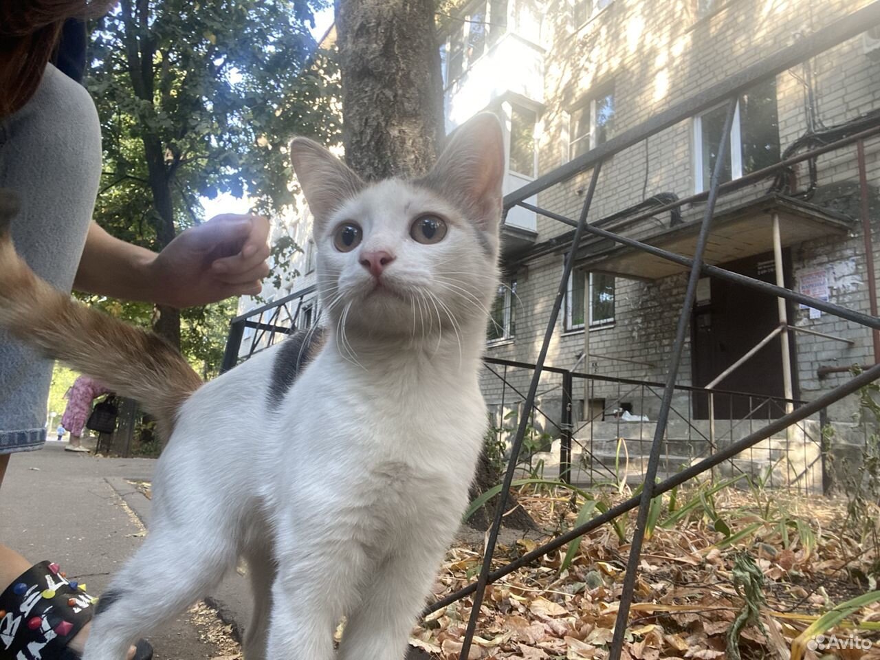 Котёнок-подросток в хорошие руки