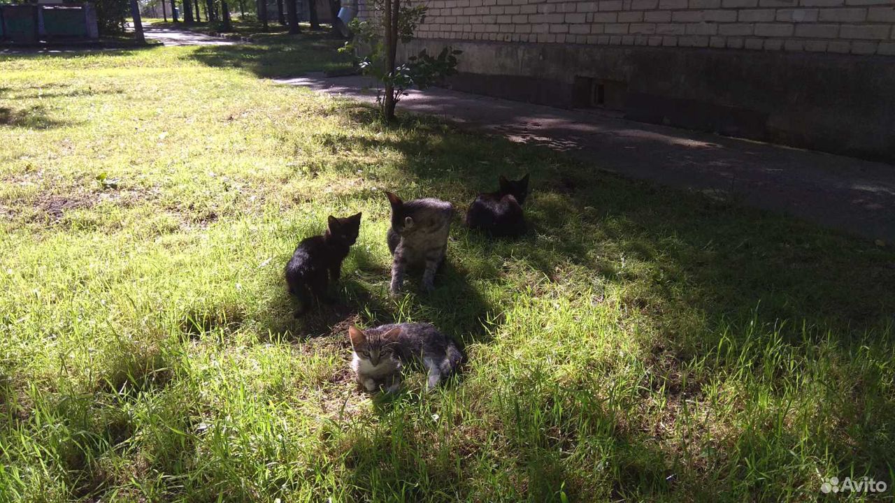 Котята в добрые руки