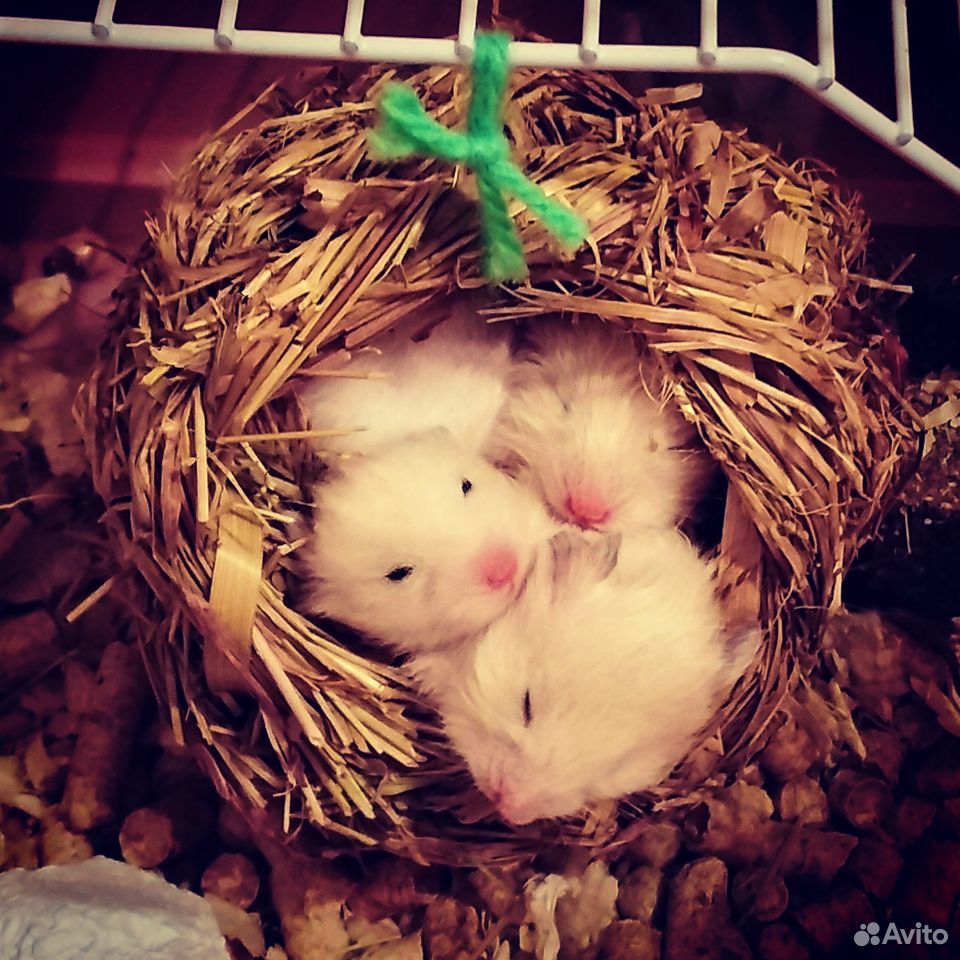 Пуховые сирийские хомячки