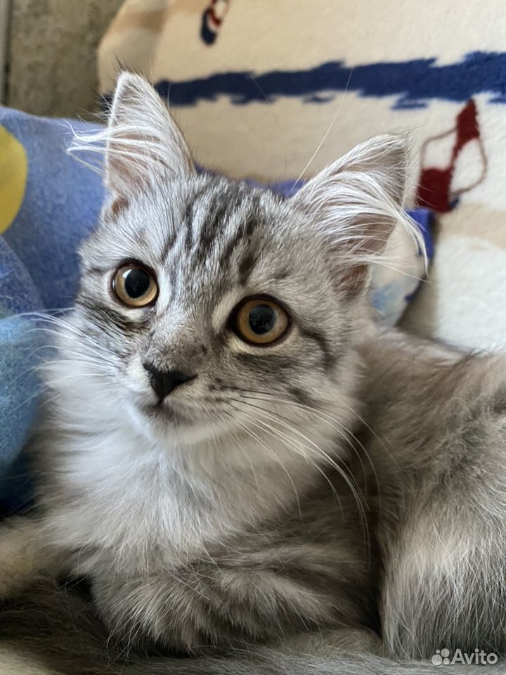 Ангорские котята