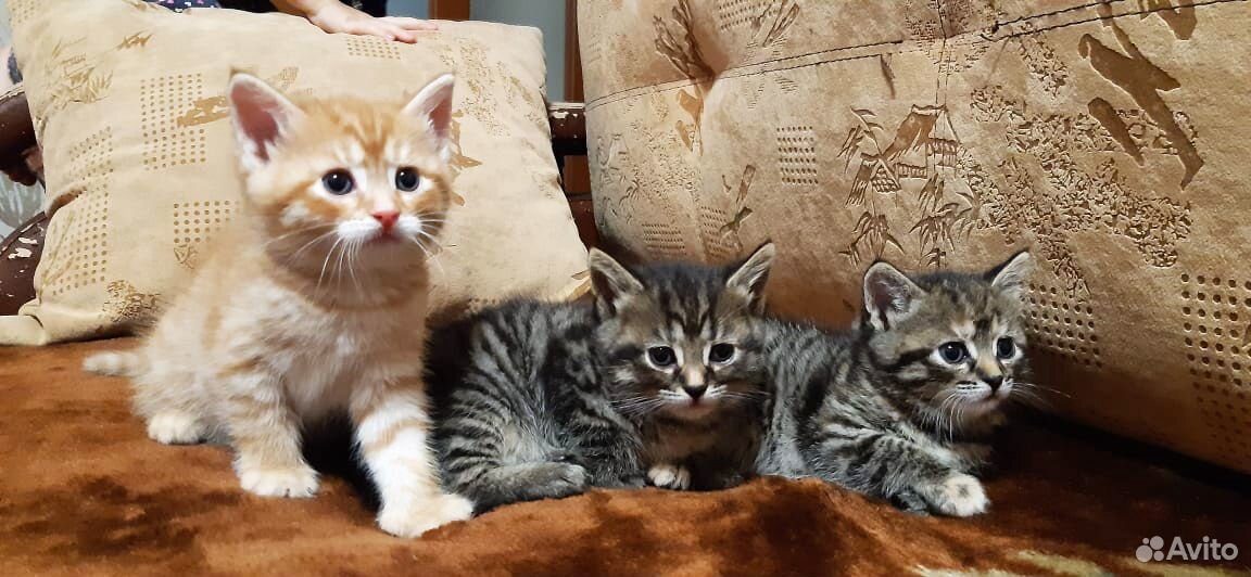 Воспитанные котятки в добрые руки