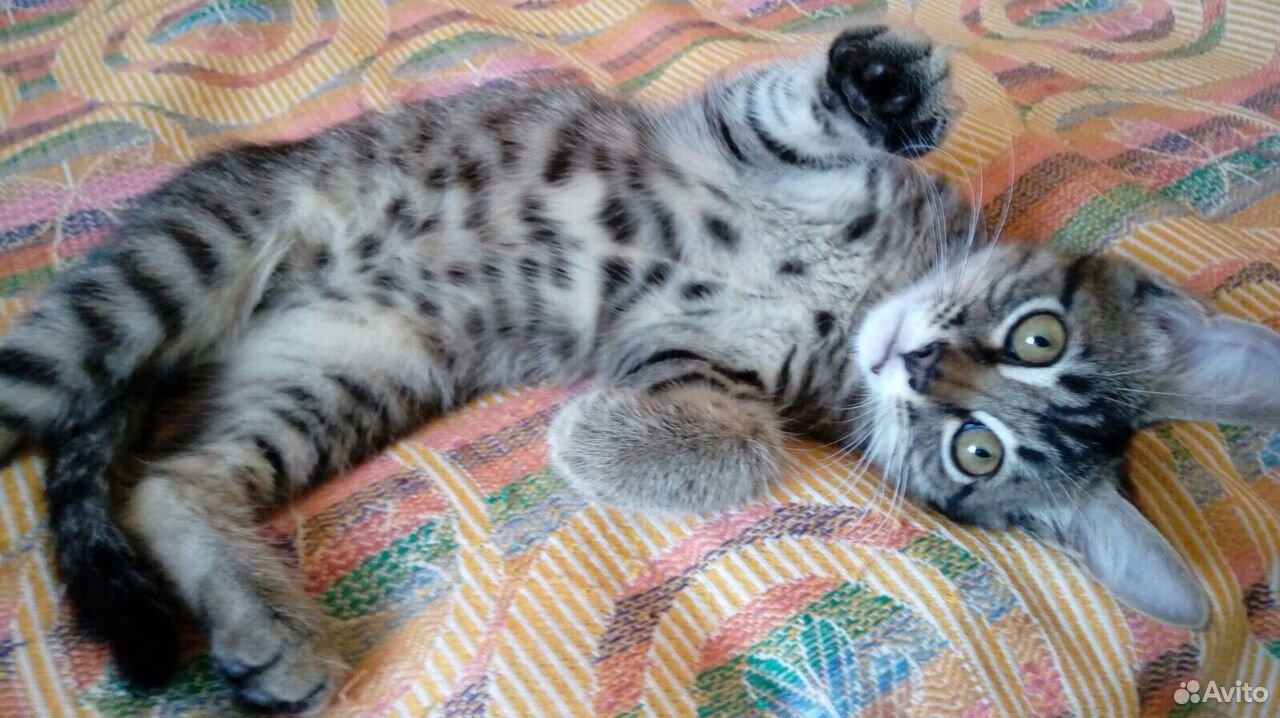 Мальчишка ищет дом