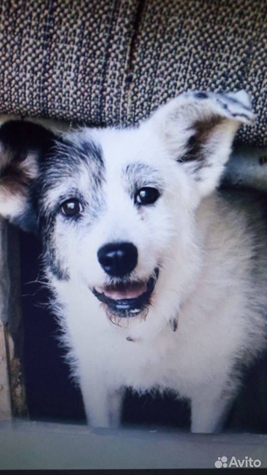 Собачка Маша ищет дом