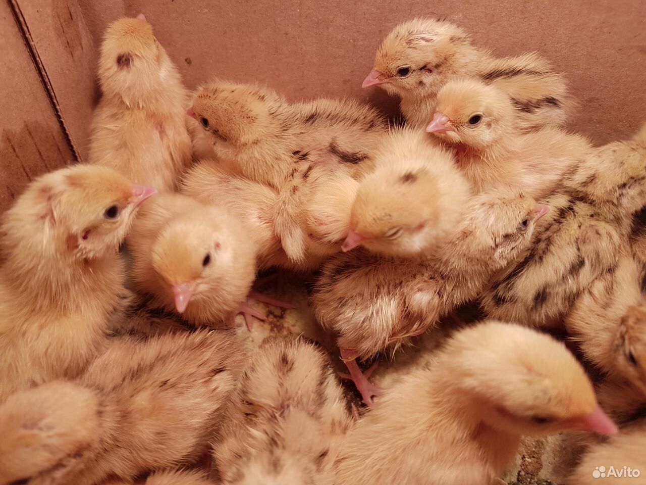 Перепелята