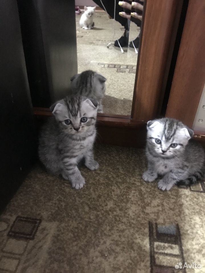 Шотландская