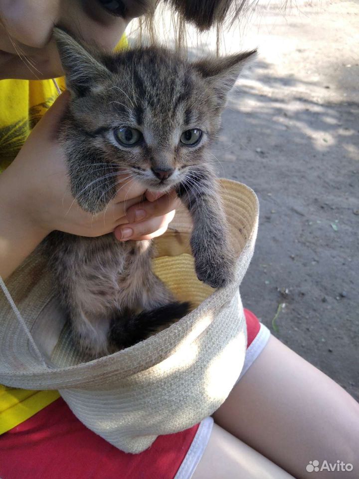 Котята