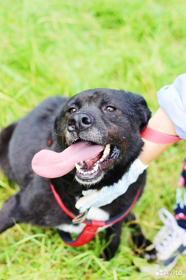 Собака из приюта в дар