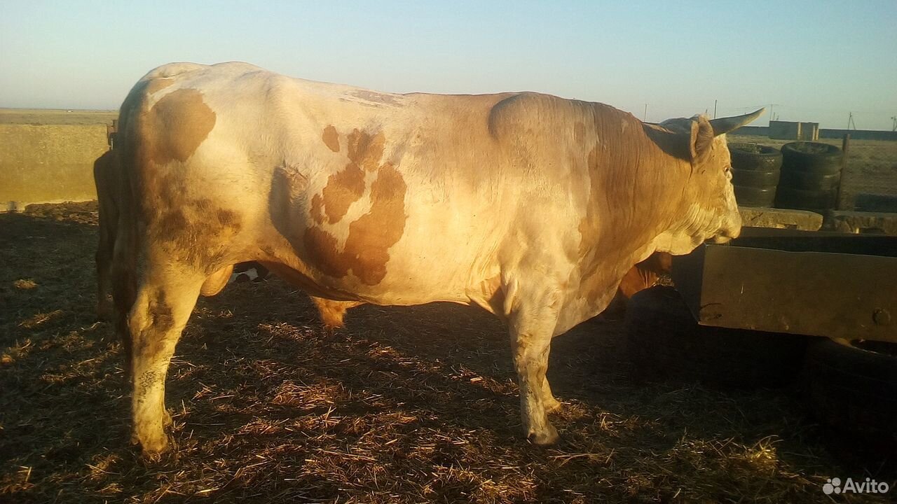 Продам быка