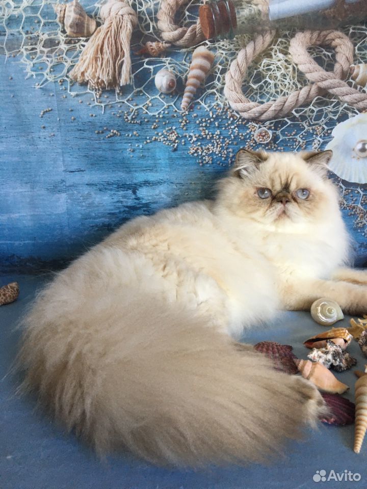 Персидская-Гималайская