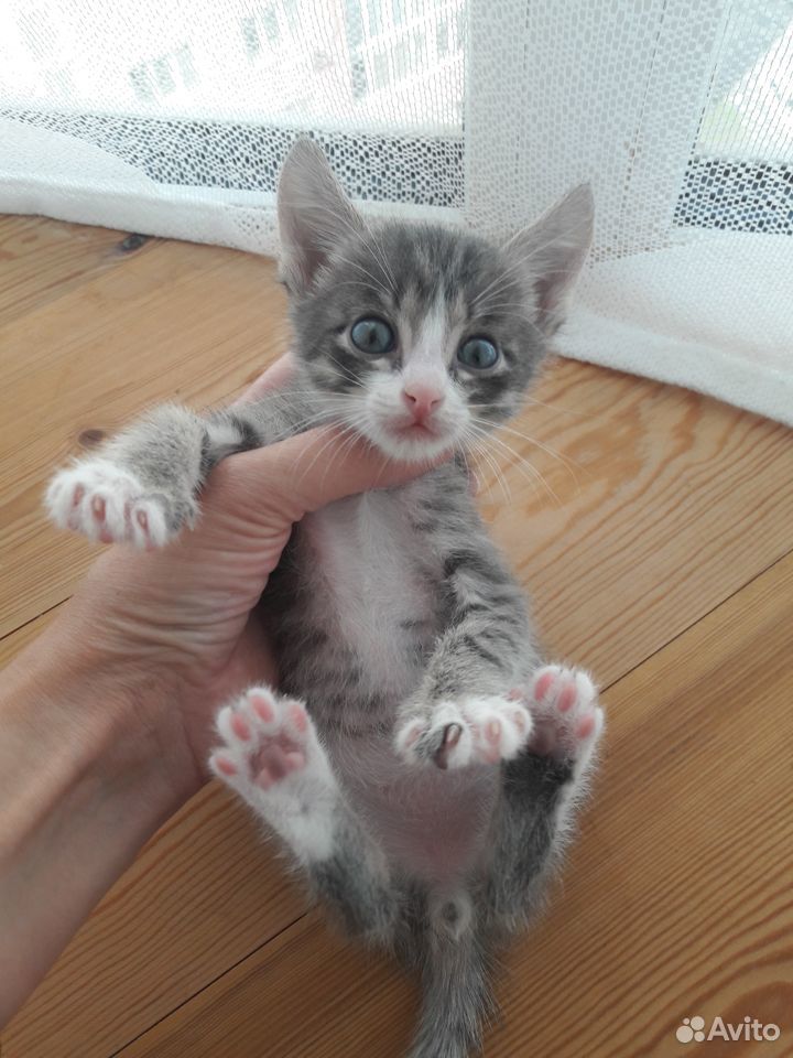 Котёнок ищет дом