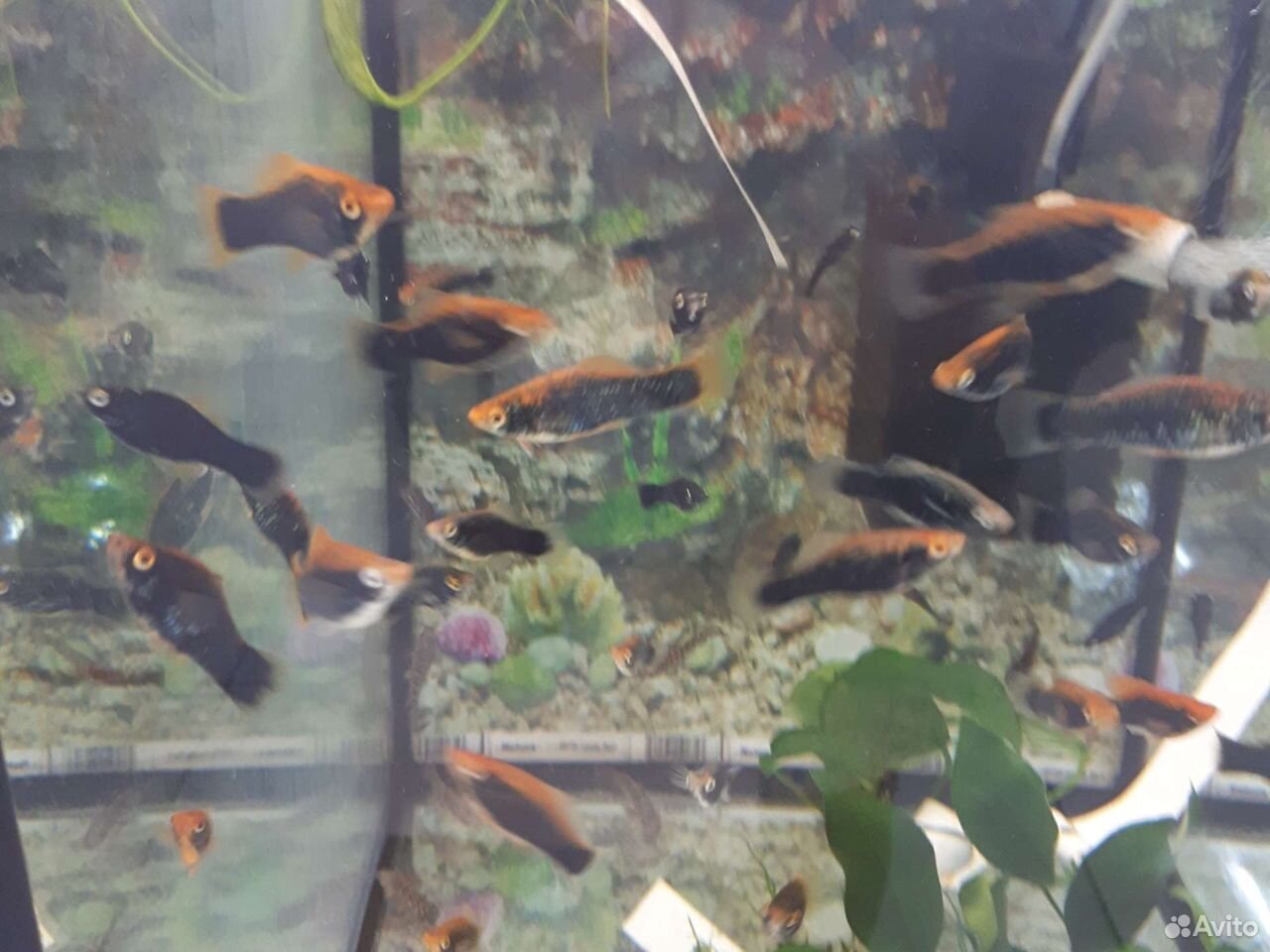 Рыба меченосец черный