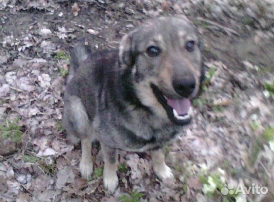 Отдам собаку в добрые руки, хороший сторож