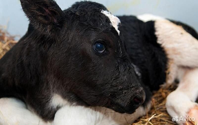 Телята на продажу