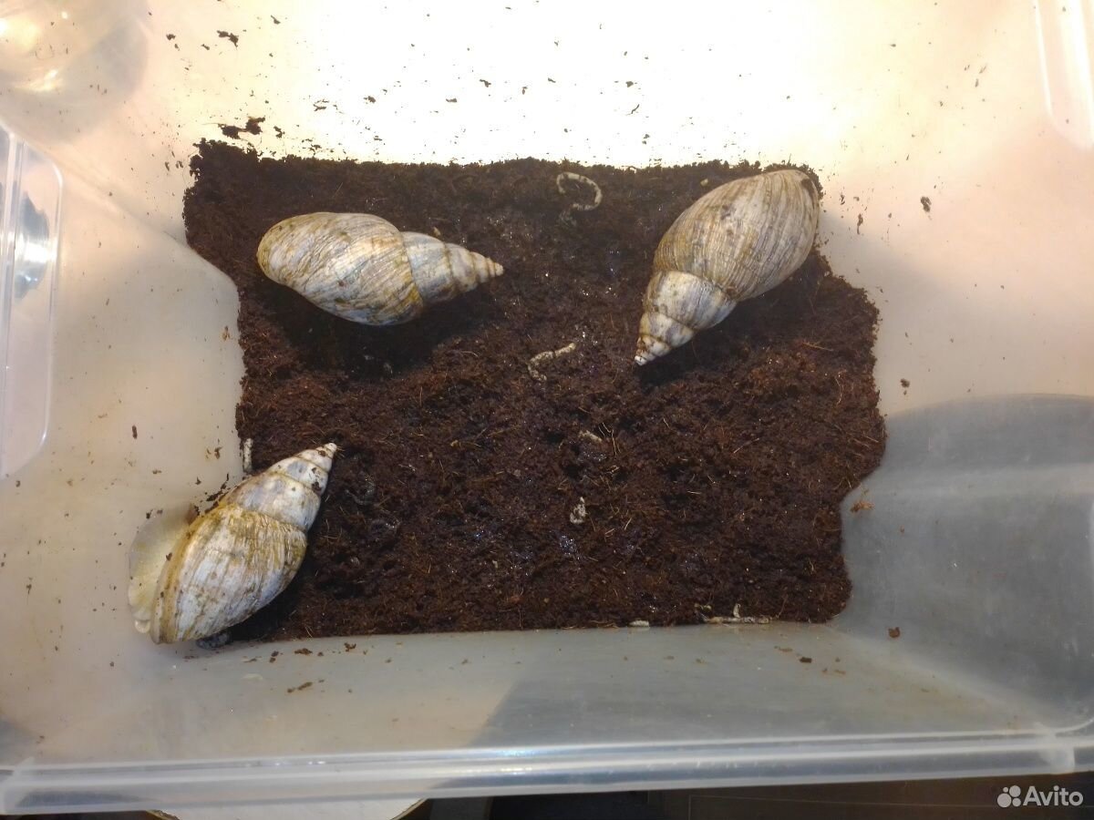 Улитки взаимны с контейнером