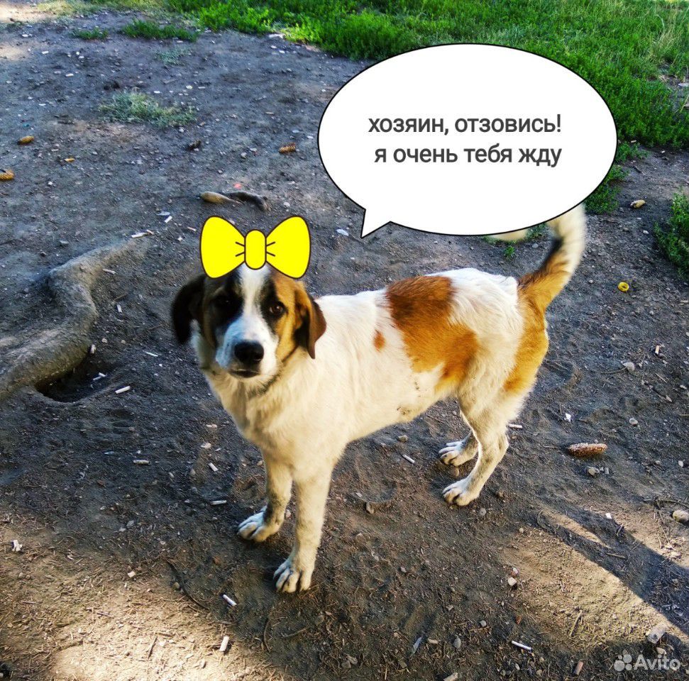 Сплошная милота ищет дом