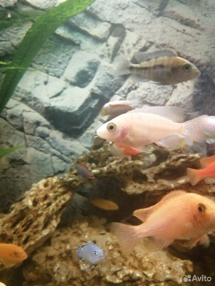 Отдам бесплатно аулонокар