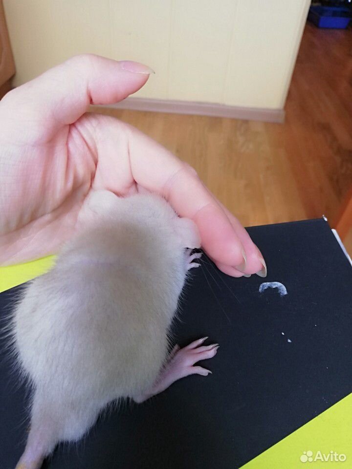 Сиамский микки маус дамбо малыш от породистых роди