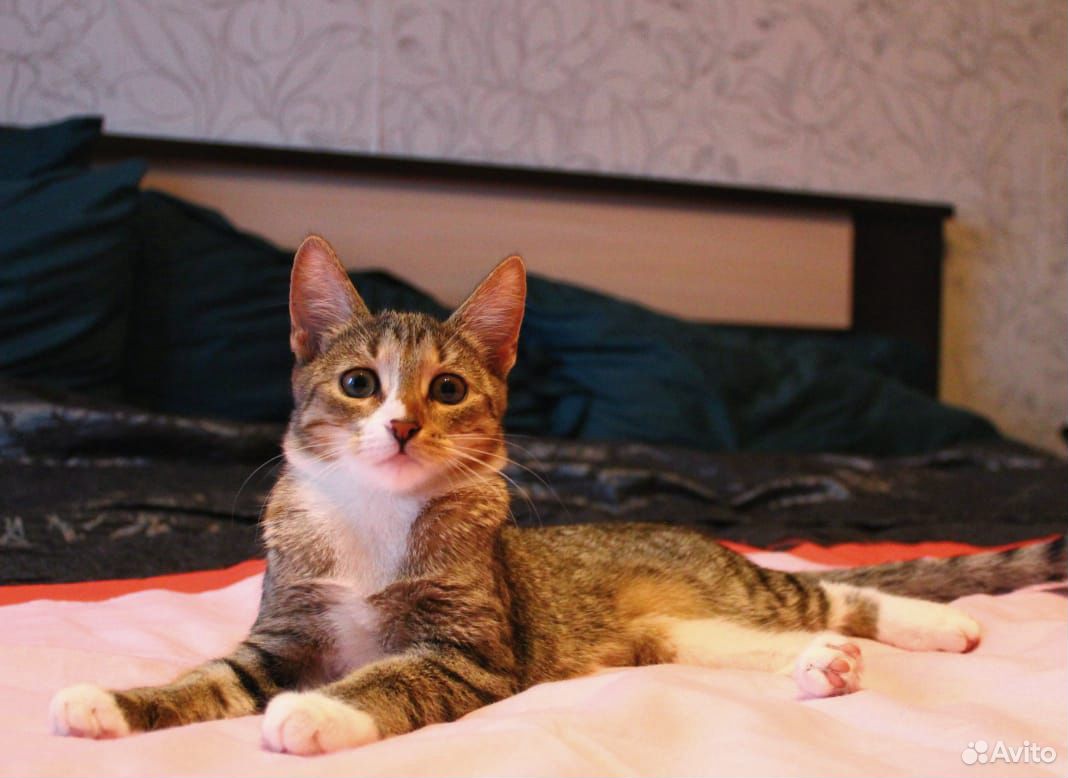 Котенок