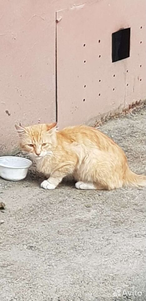 Кот лесной норвежский 2года мальчик Персик