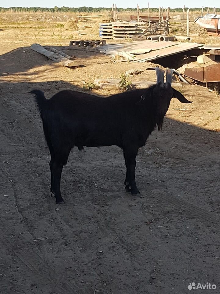 Козел на племя