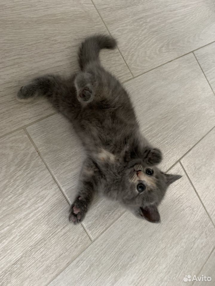 Британские котики