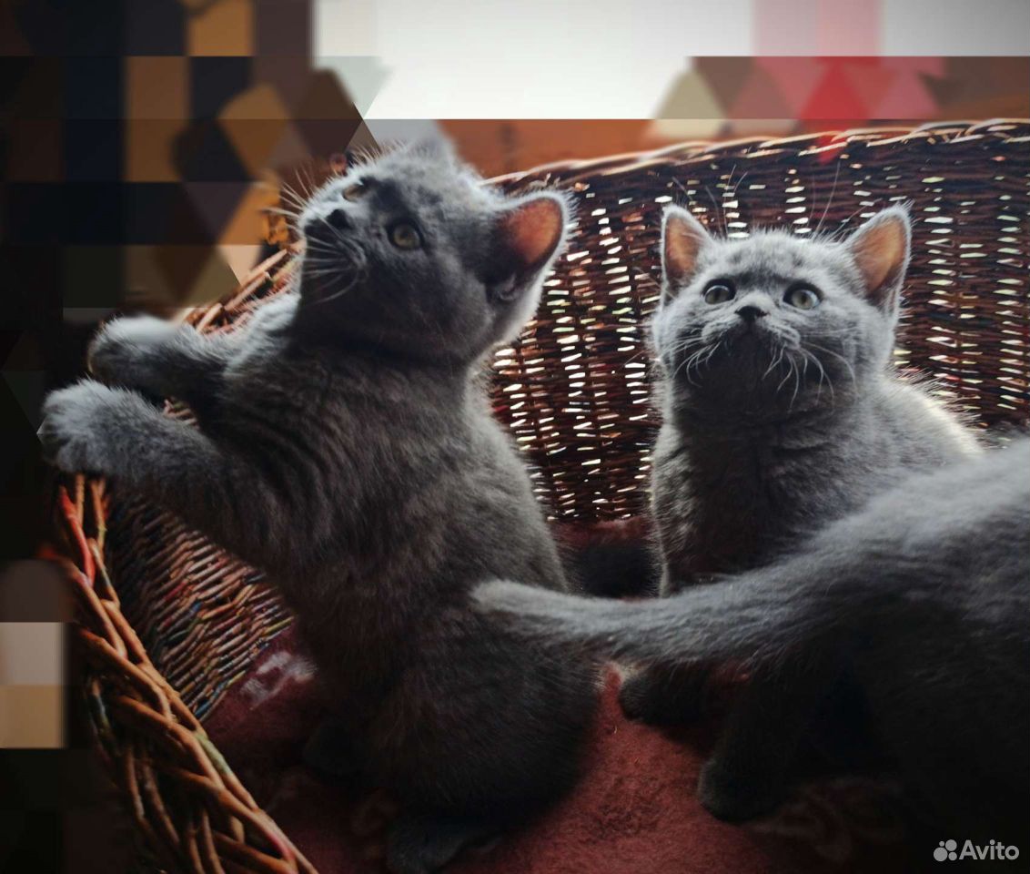 Шотландская Красотка