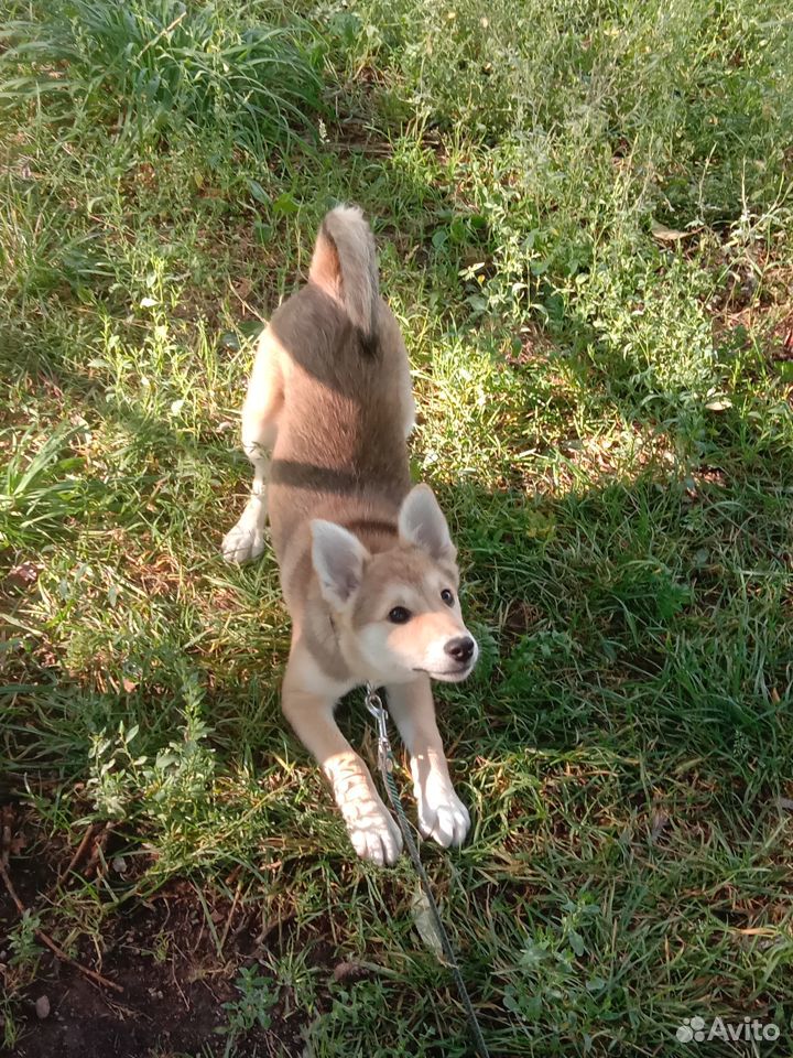 Очаровательный щенок ждет хозяина