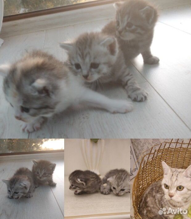 Британская