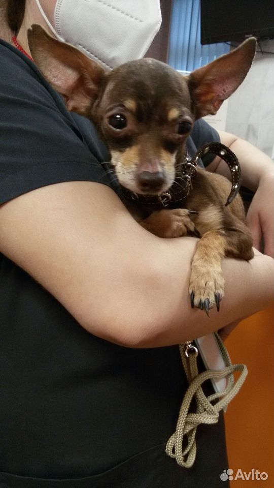 Немолодой тойчик в добрые руки