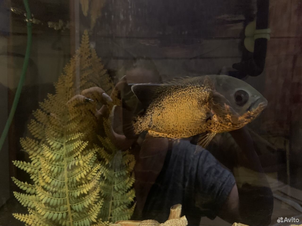 Астронотусы