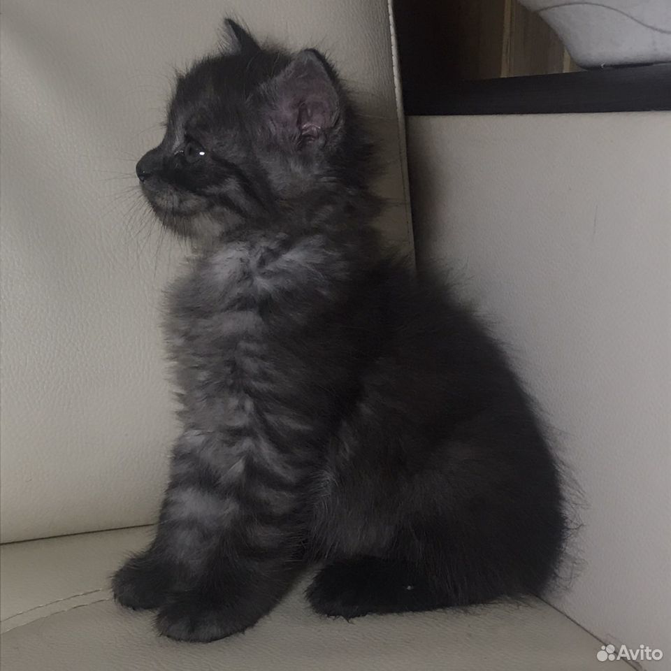 Шотландский котёнок, мальчик