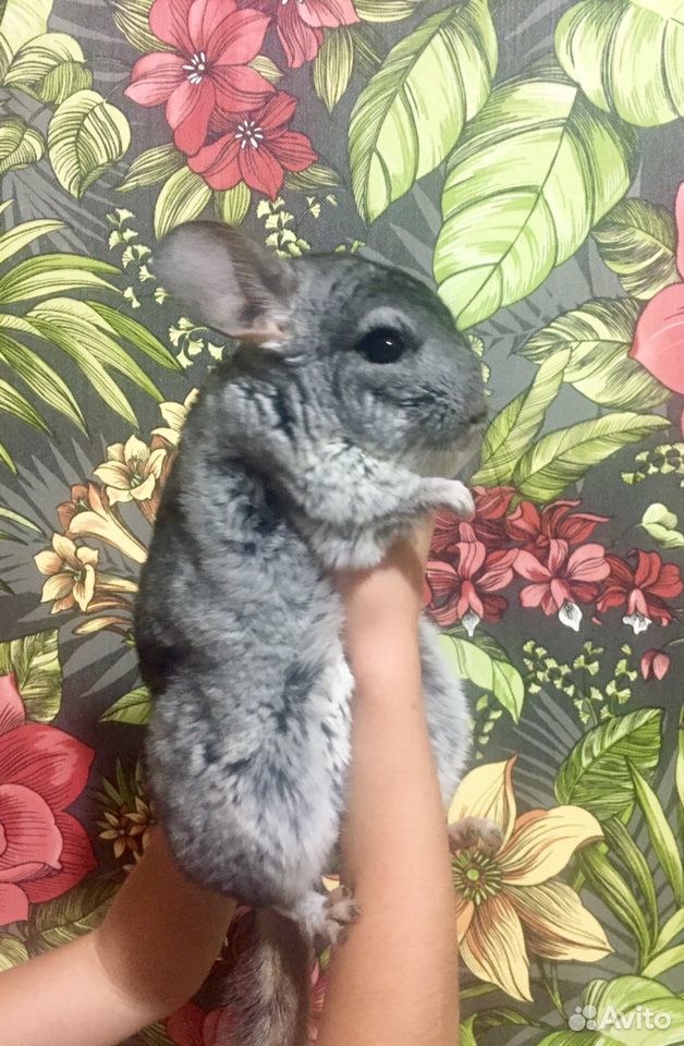 Шиншилла