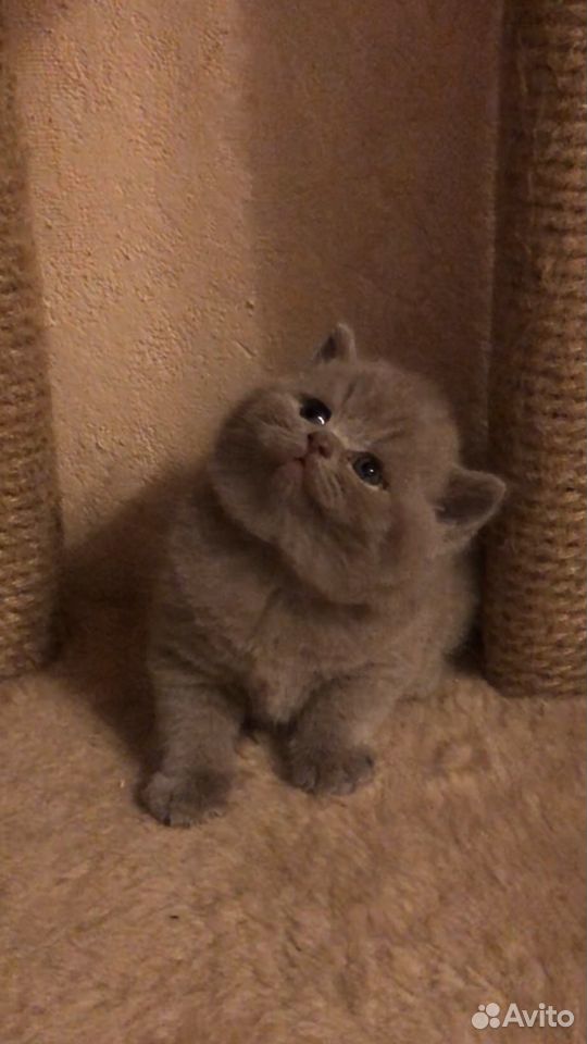 Британские плюшевые котята