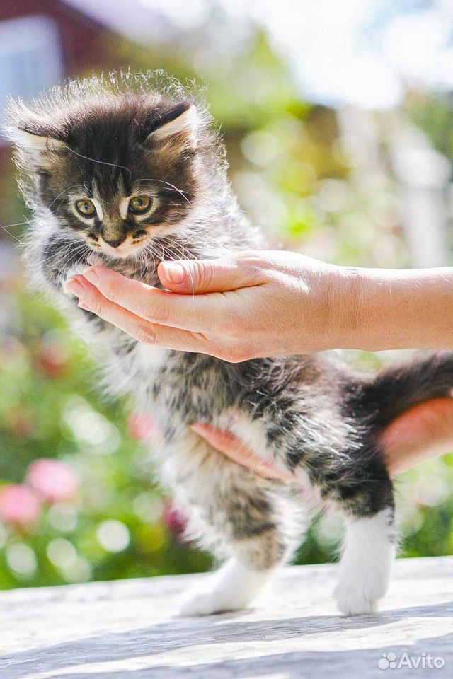 Котенок Лапушка