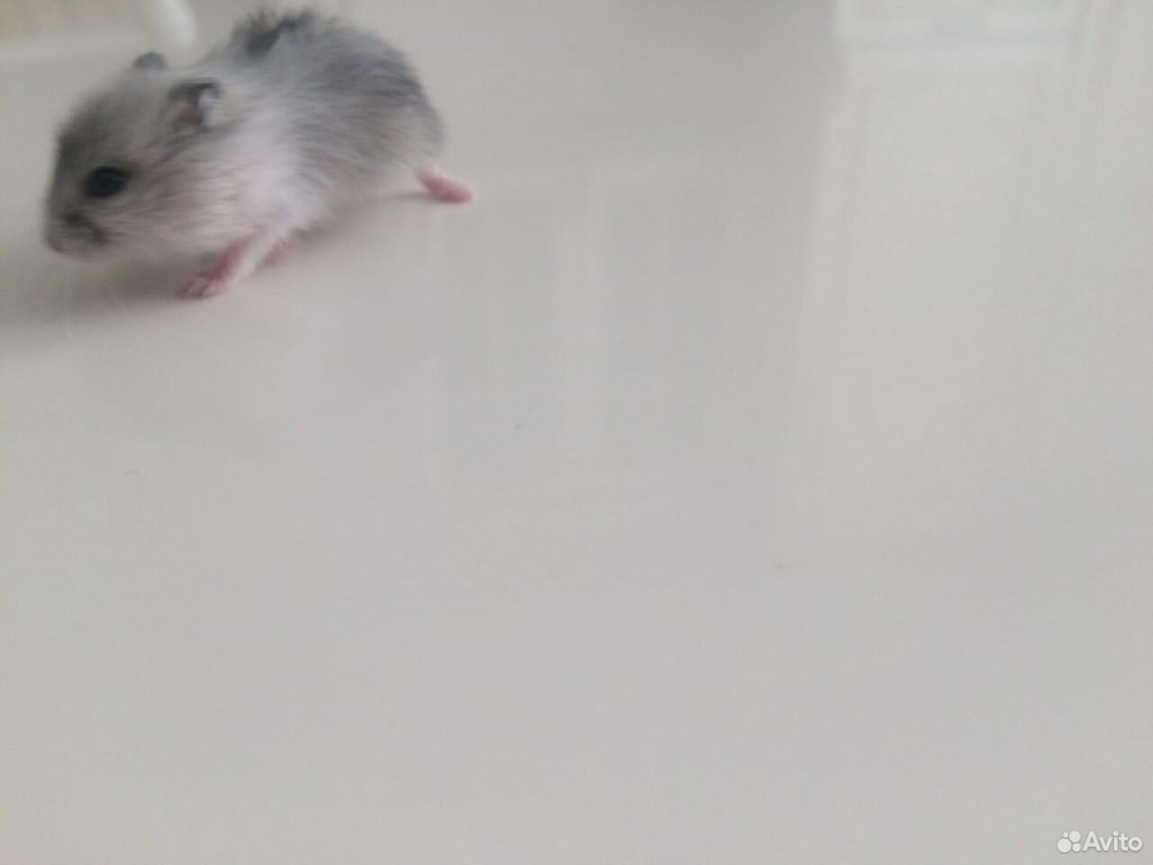 Продам джунгарских хомячков