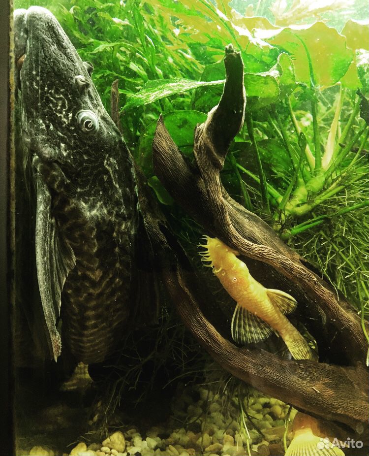 Плекостомус