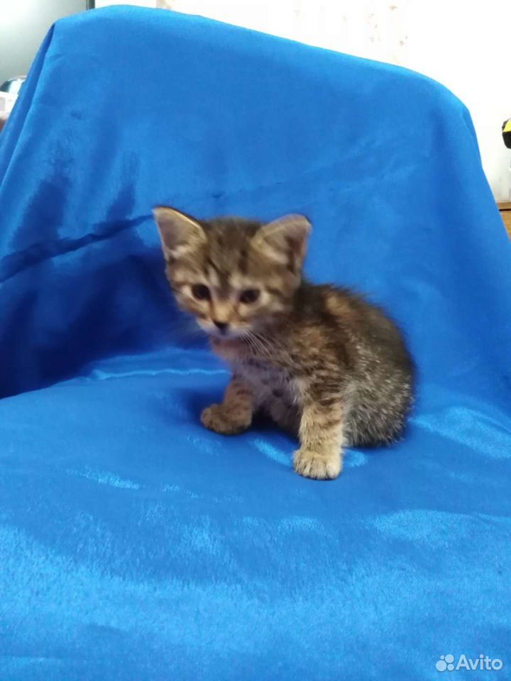 Красотка Рыся. 1,5 месяца