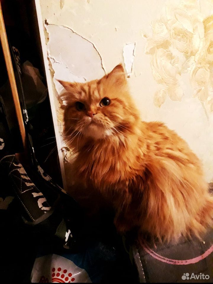 Рыжая чудо-киса перс