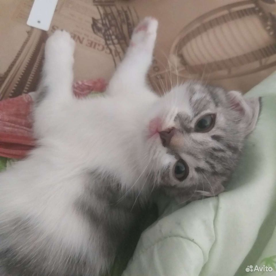 Веслоухий котик