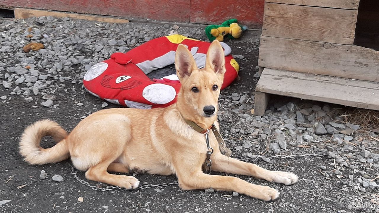 Тишка в добрые руки