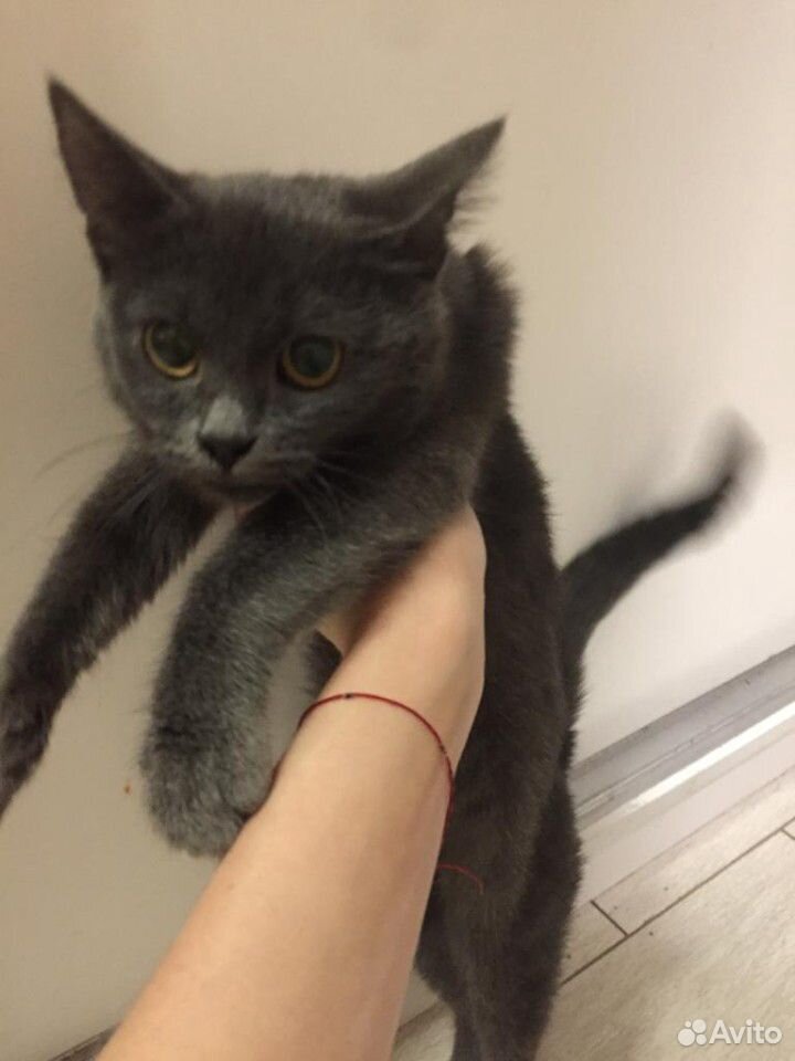 Котенок
