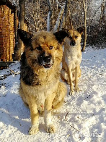 Молодой овчаристый парень 1,5 года