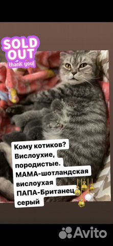 Котята вислоухие шотландцы