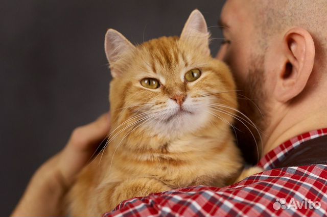 Кошка хочет котика