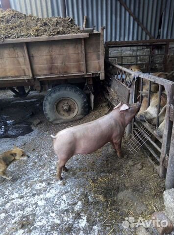 Продаётся хрячок породы дюрок, возрост 3месяца 12т