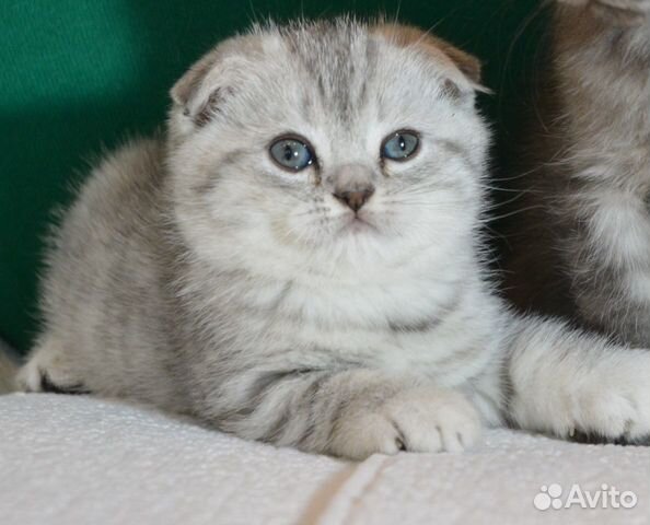 Вислоухие мальчишки